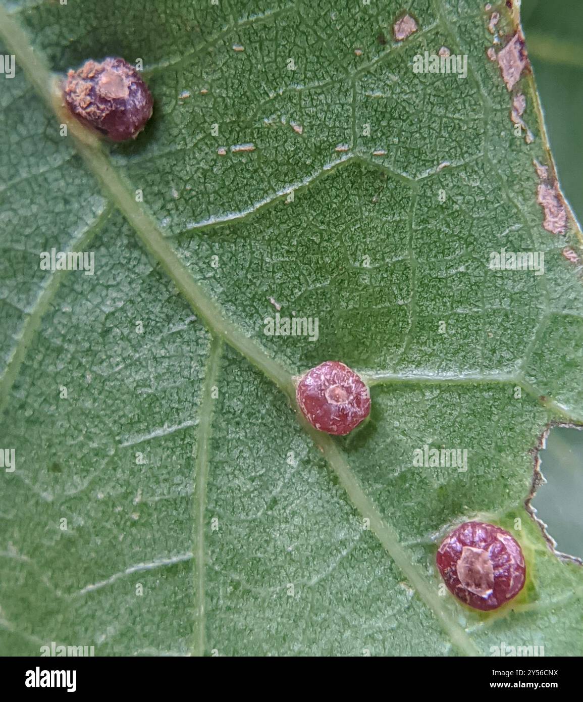 (Polystepha globosa) Insecta Stock Photo - Alamy