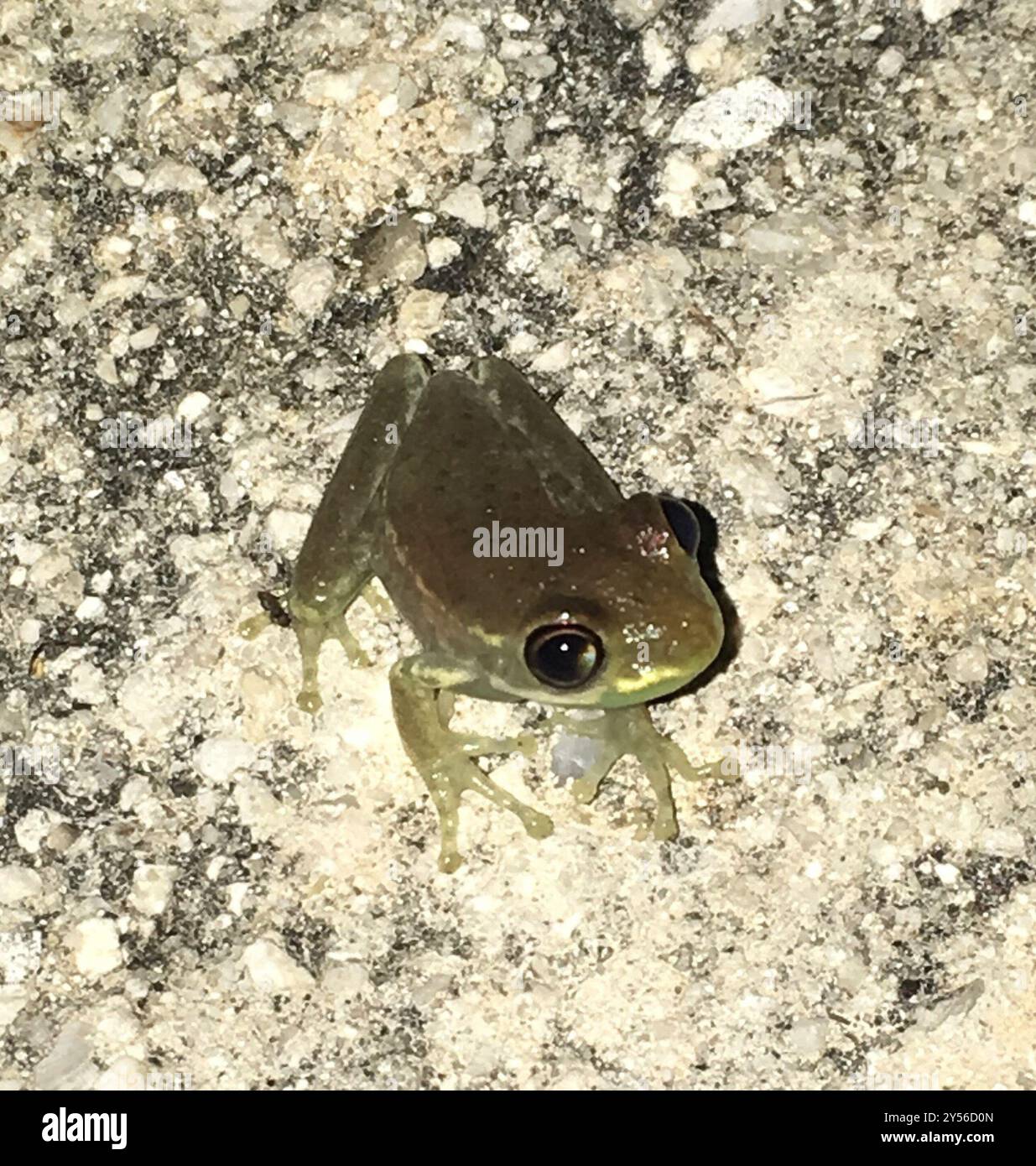 Cuban Tree Frog (Osteopilus septentrionalis) Amphibia Stock Photo - Alamy