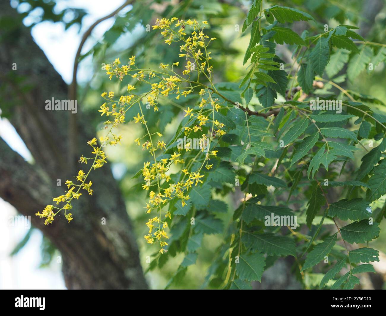 golden rain tree (Koelreuteria paniculata) Plantae Stock Photo - Alamy