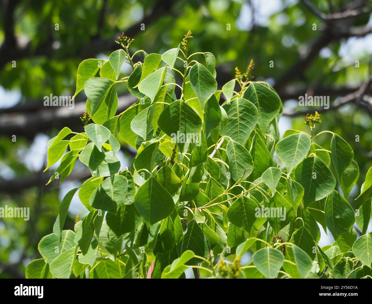 Chinese Tallow (Triadica sebifera) Plantae Stock Photo - Alamy