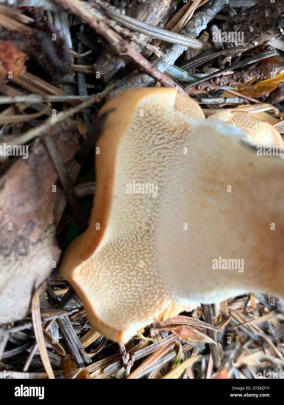 hedgehog mushrooms (Hydnum) Fungi Stock Photo - Alamy