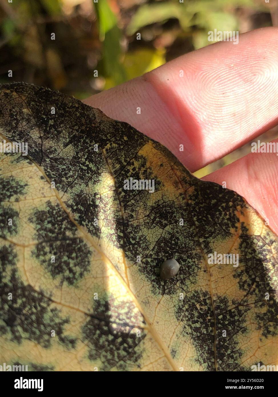 Virginia marbleseed (Lithospermum virginianum) Plantae Stock Photo - Alamy
