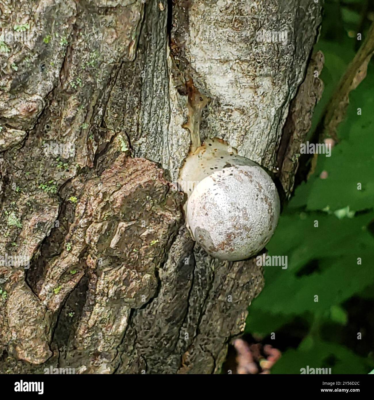 False Puffball (Reticularia lycoperdon) Protozoa Stock Photo - Alamy