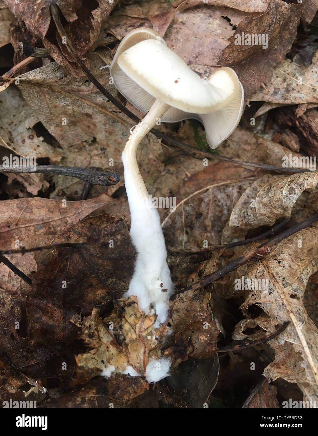 Common Funnel (Infundibulicybe gibba) Fungi Stock Photo - Alamy