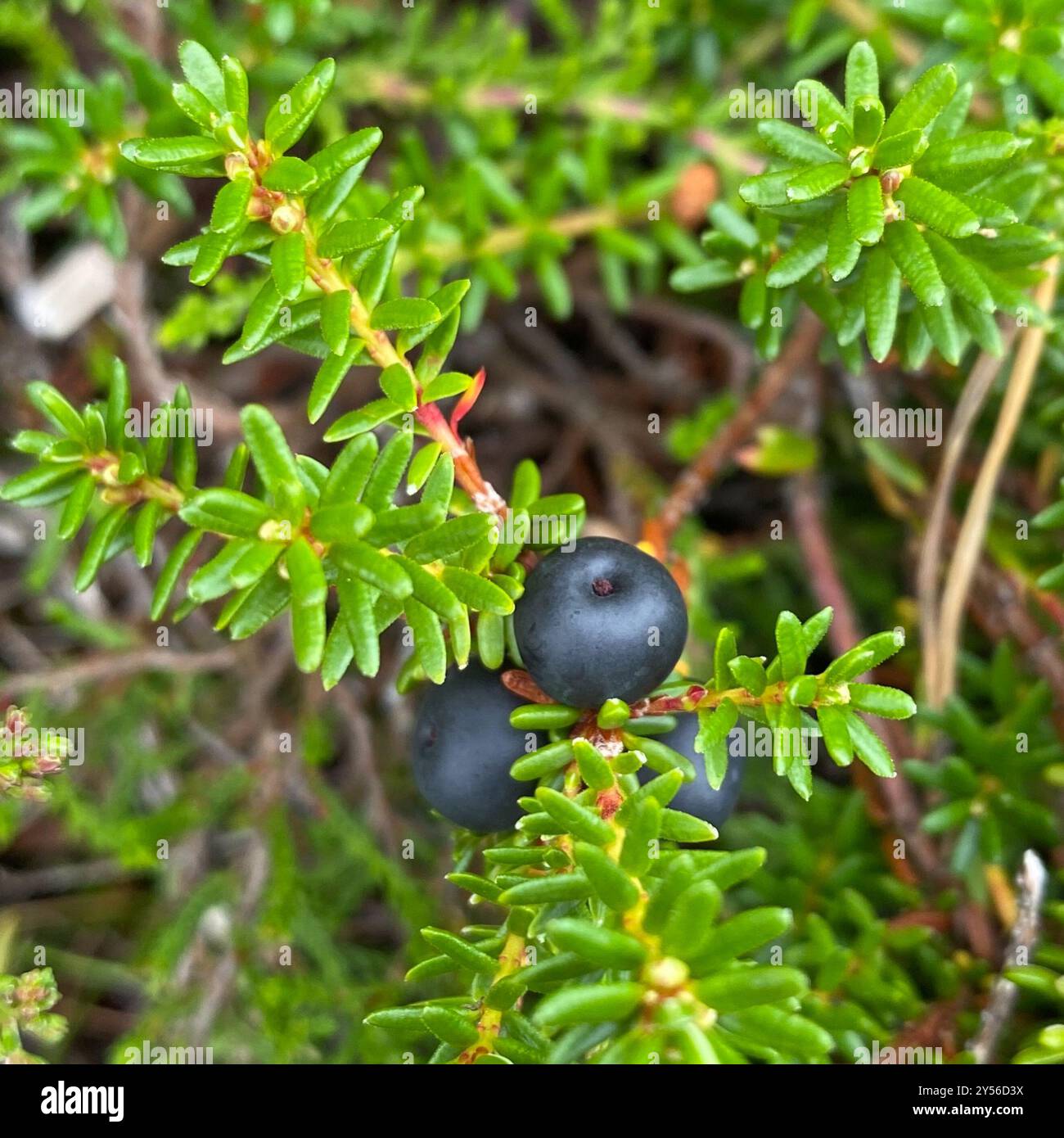 black crowberry (Empetrum nigrum) Plantae Stock Photo - Alamy