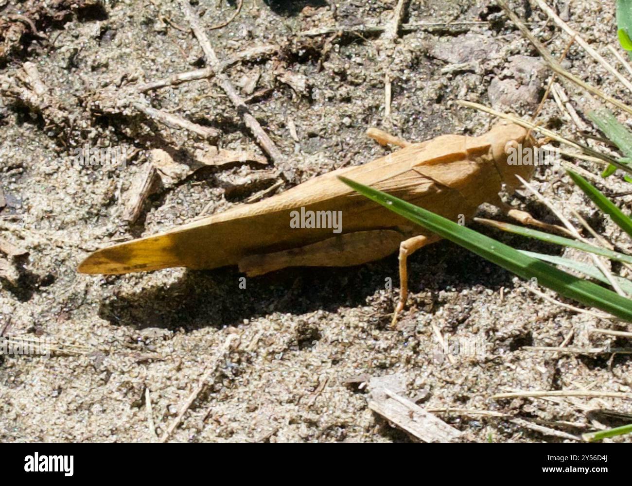Carolina Grasshopper (Dissosteira carolina) Insecta Stock Photo - Alamy