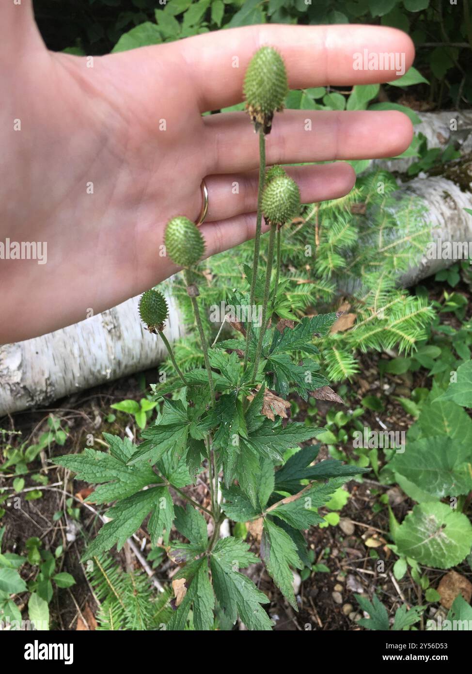 tall thimbleweed (Anemone virginiana) Plantae Stock Photo - Alamy