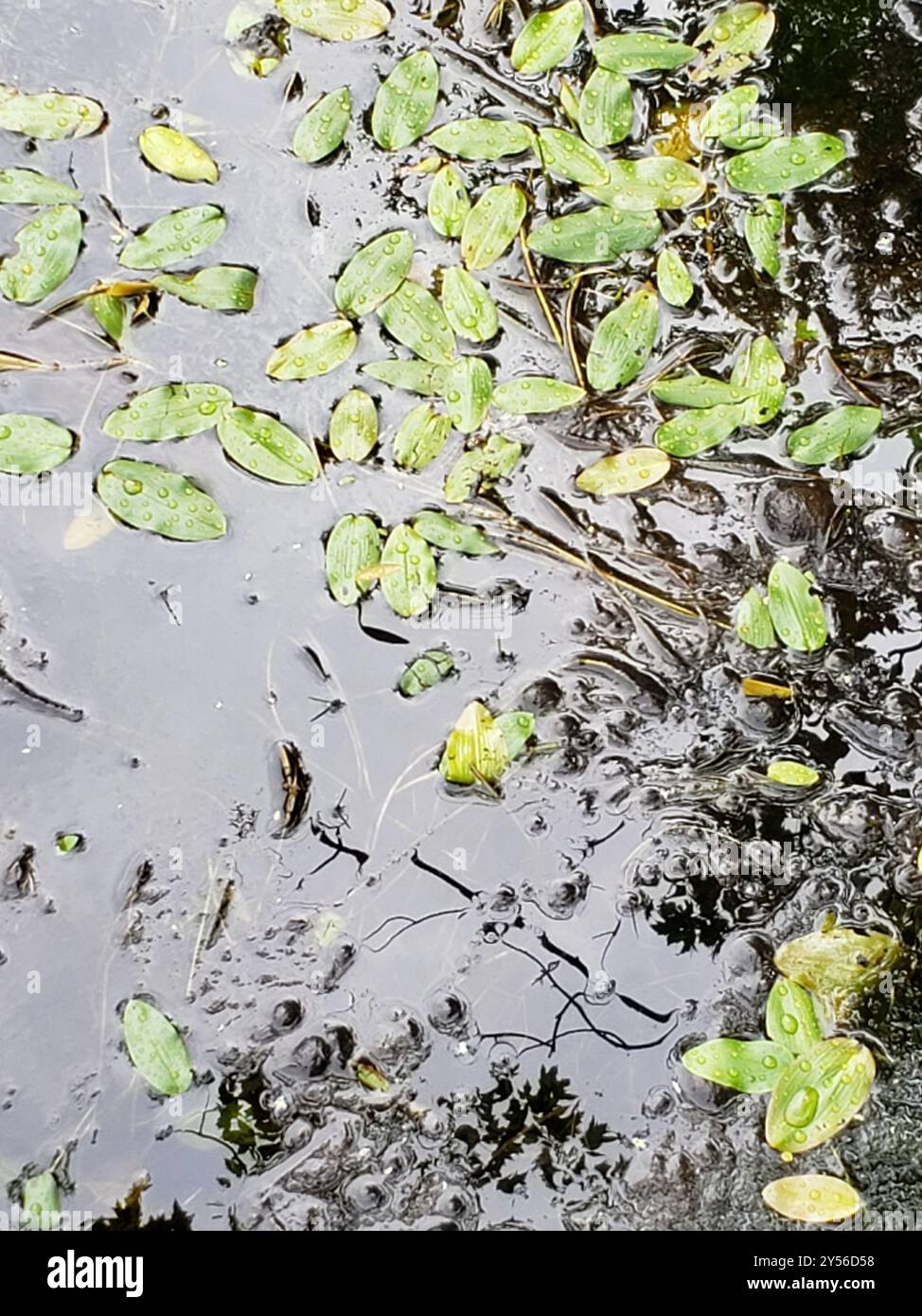 floating-leaved pondweed (Potamogeton natans) Plantae Stock Photo - Alamy