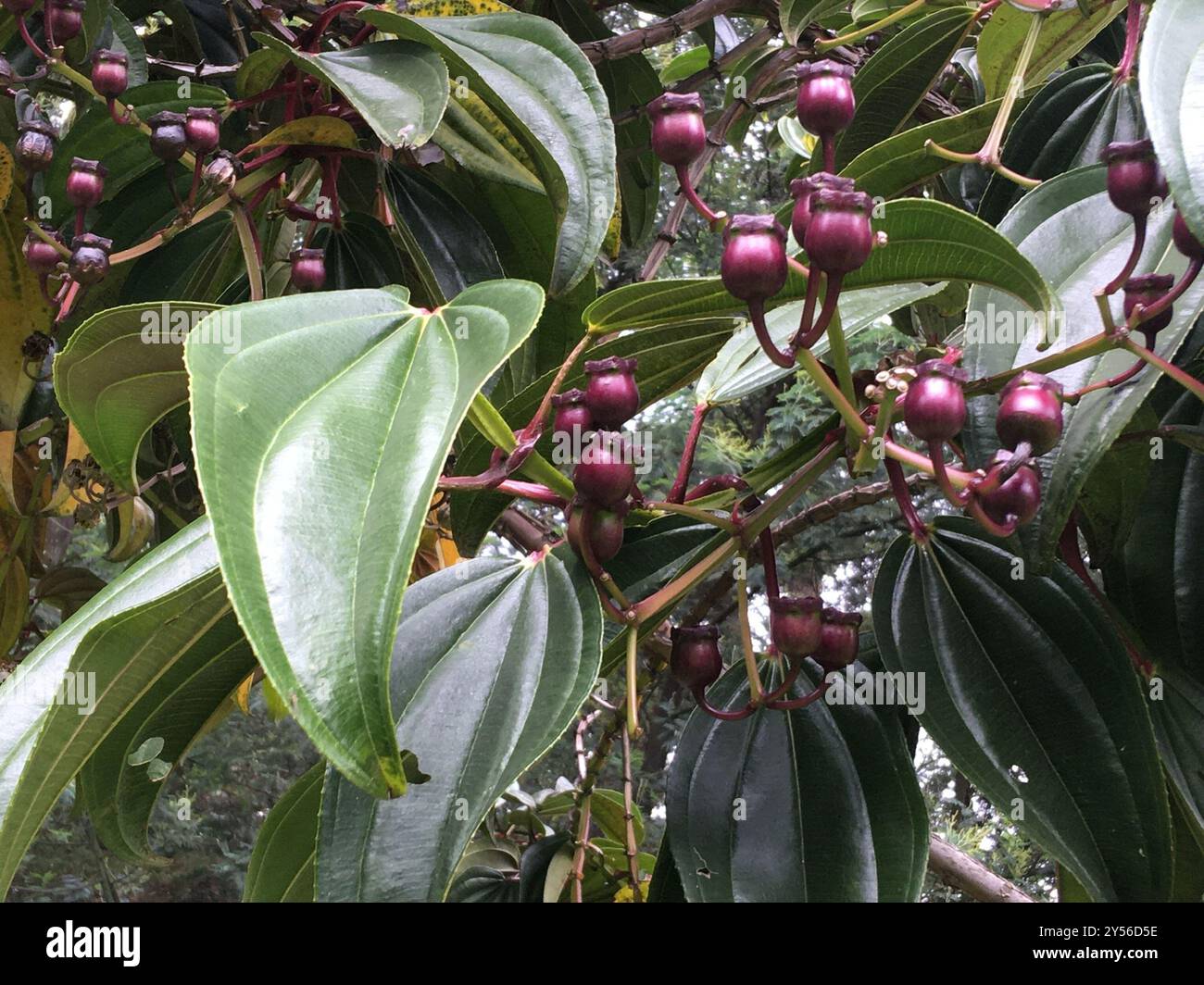 motley meriania (Meriania nobilis) Plantae Stock Photo - Alamy