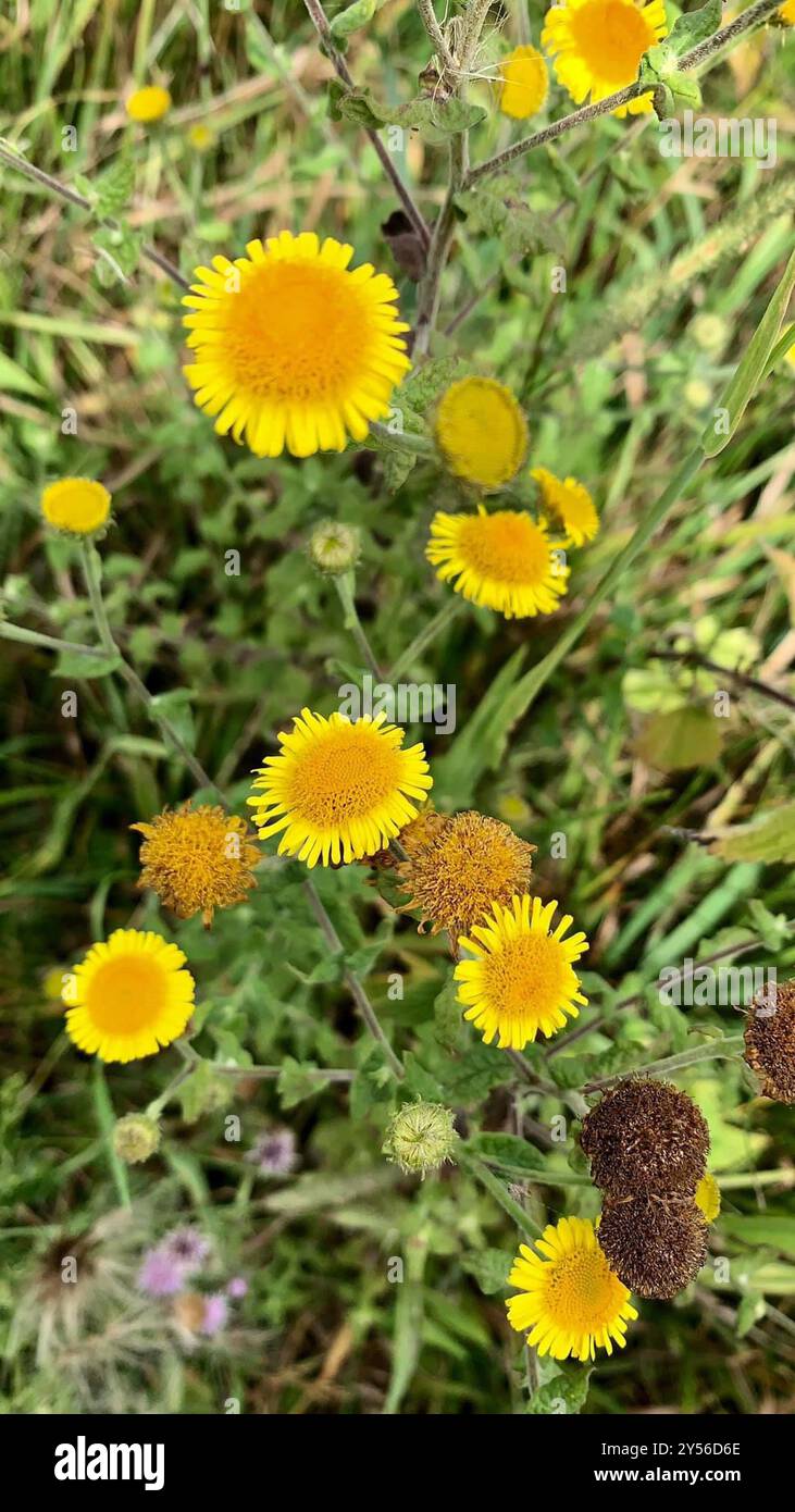 Common Fleabane (Pulicaria dysenterica) Plantae Stock Photo - Alamy