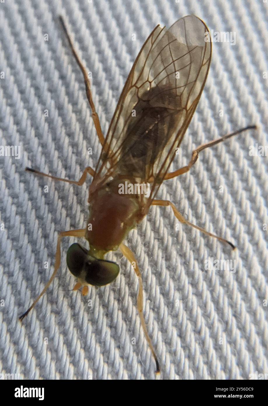Compost Fly (Ptecticus trivittatus) Insecta Stock Photo - Alamy