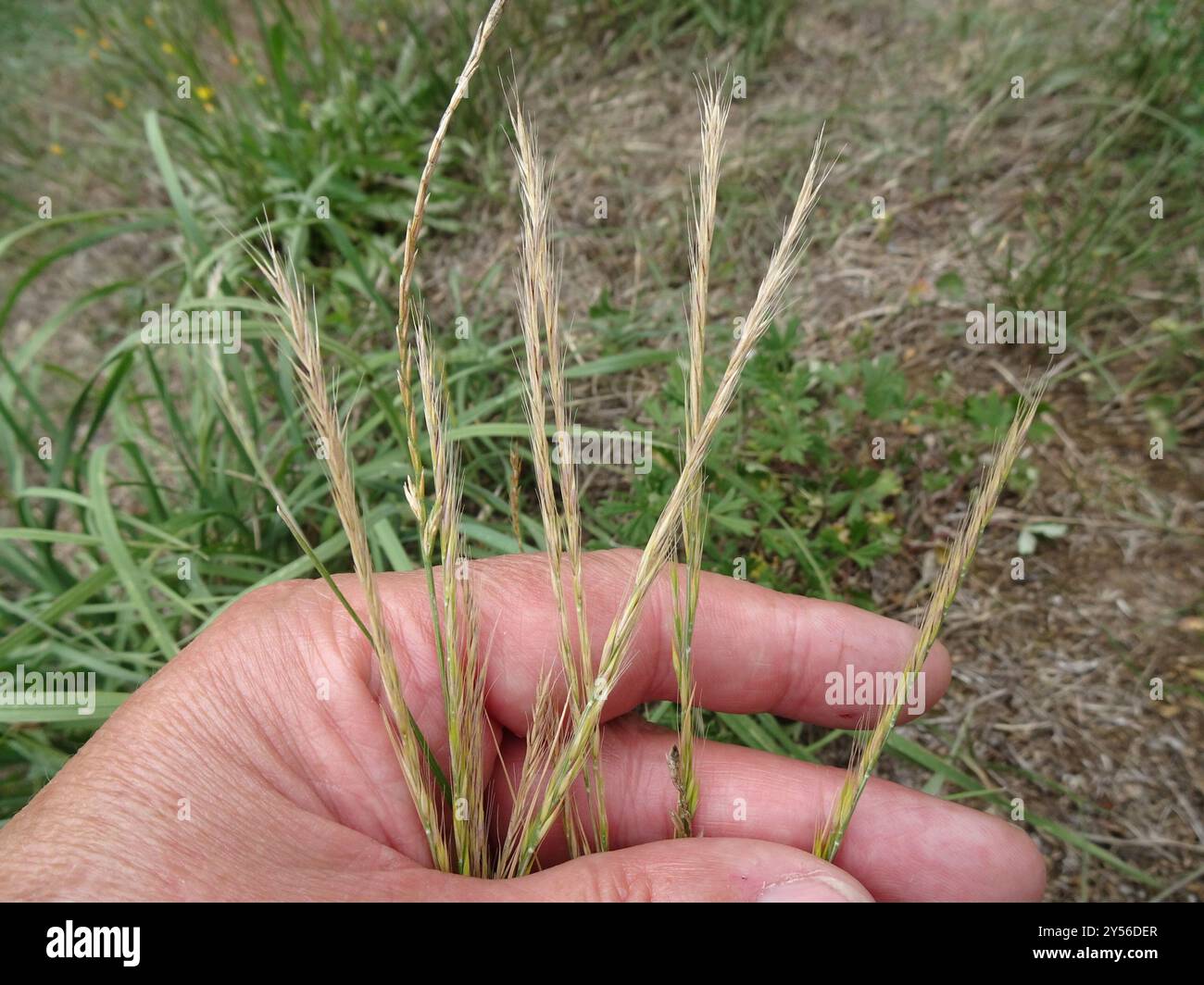 rattail sixweeks grass (Festuca myuros) Plantae Stock Photo - Alamy