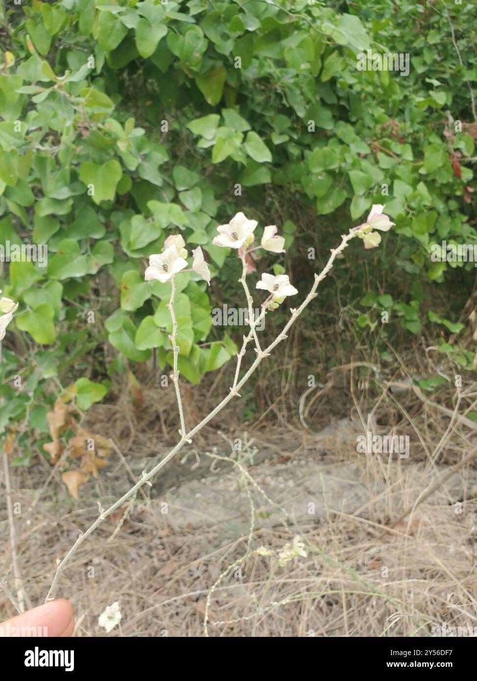 White Four o'Clock (Mirabilis albida) Plantae Stock Photo - Alamy