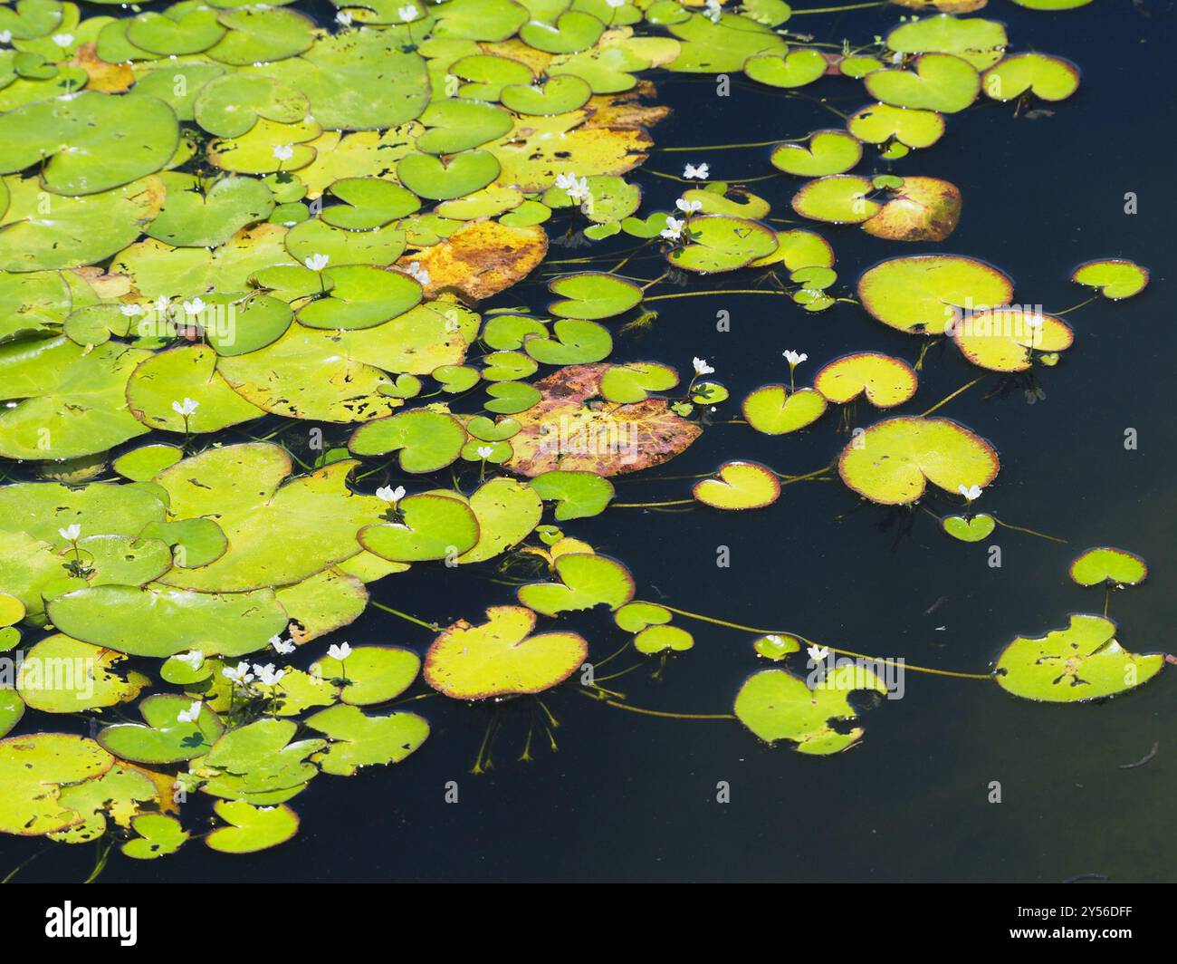 crested floating-heart (Nymphoides hydrophylla) Plantae Stock Photo - Alamy