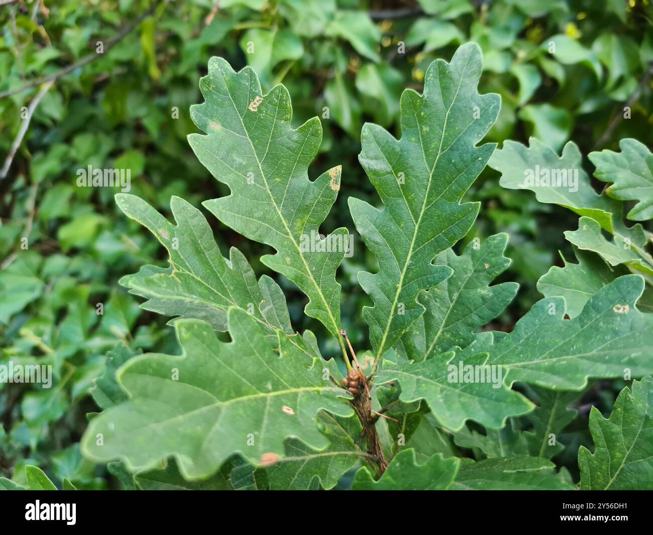 downy oak (Quercus pubescens) Plantae Stock Photo - Alamy