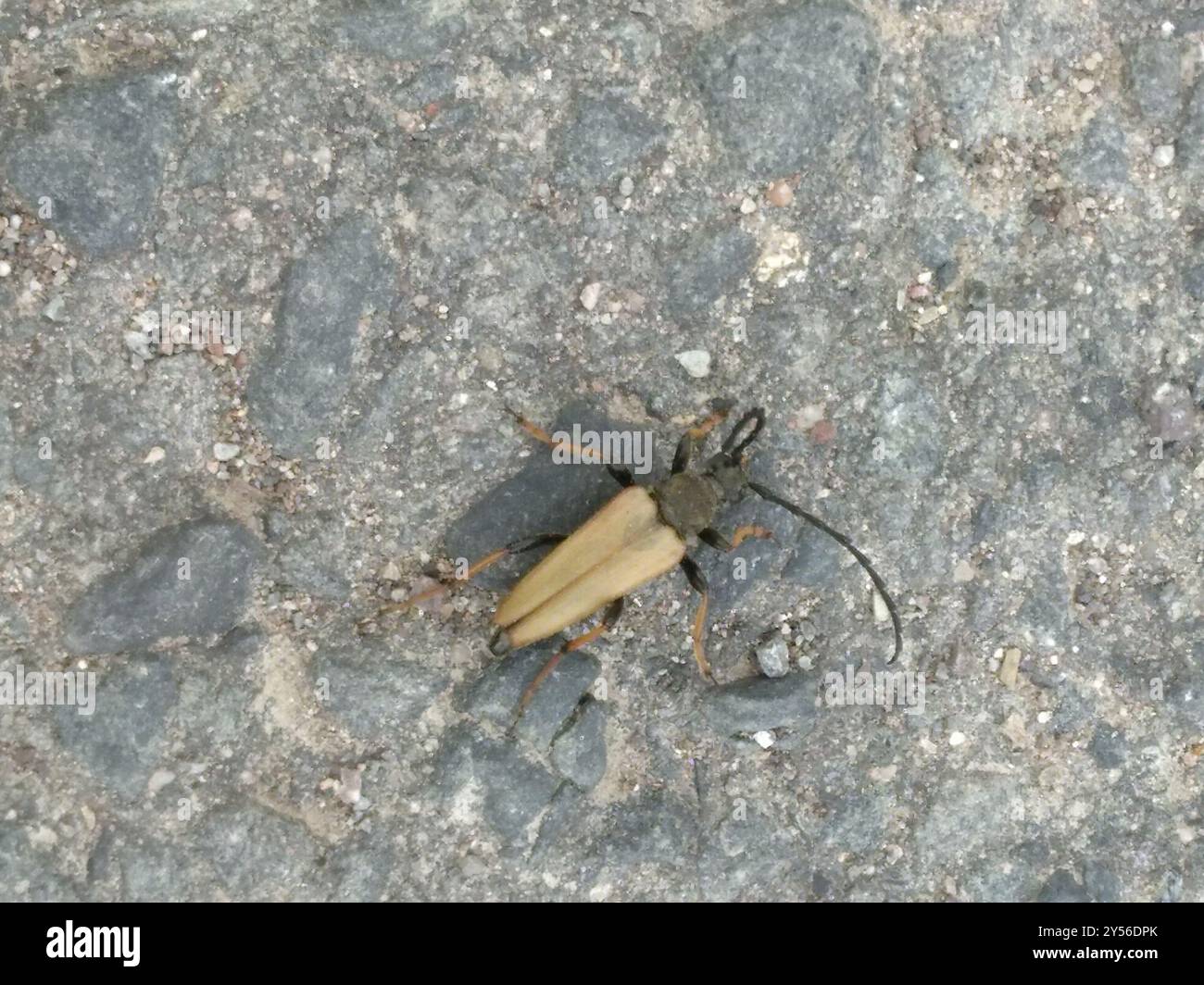 Red Pine Longhorn Beetle (Stictoleptura rubra) Insecta Stock Photo - Alamy