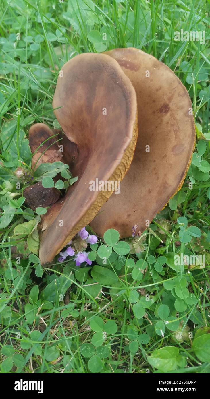 ash-tree bolete (Boletinellus merulioides) Fungi Stock Photo - Alamy