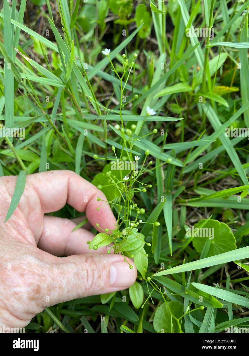 seaside brookweed (Samolus parviflorus) Plantae Stock Photo - Alamy