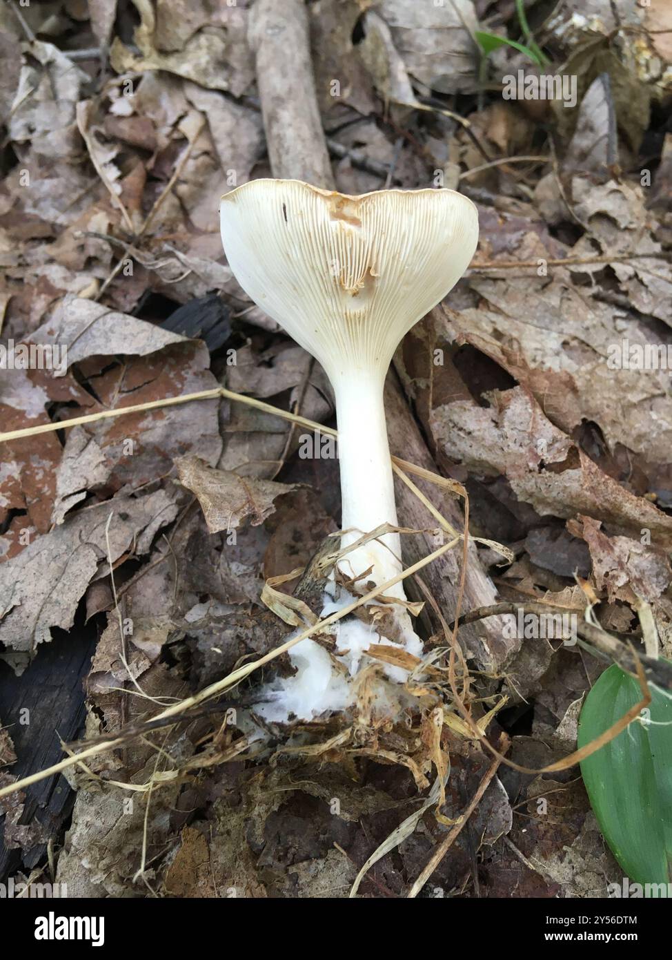 Common Funnel (Infundibulicybe gibba) Fungi Stock Photo - Alamy
