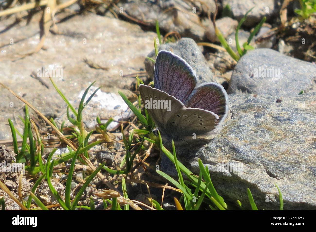 Mazarine Blue (Cyaniris semiargus) Insecta Stock Photo - Alamy