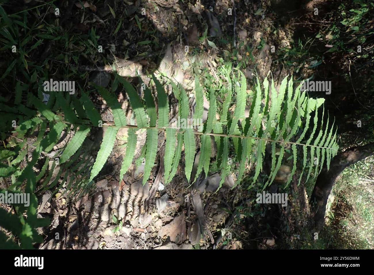 Soft Fern (Christella dentata) Plantae Stock Photo - Alamy