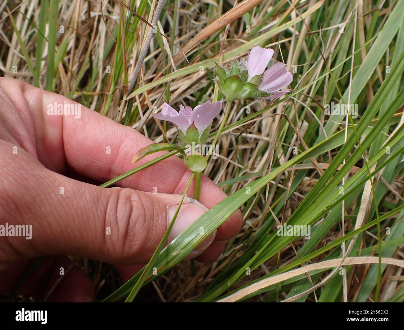 Point Reyes checkerbloom (Sidalcea calycosa rhizomata) Plantae Stock ...