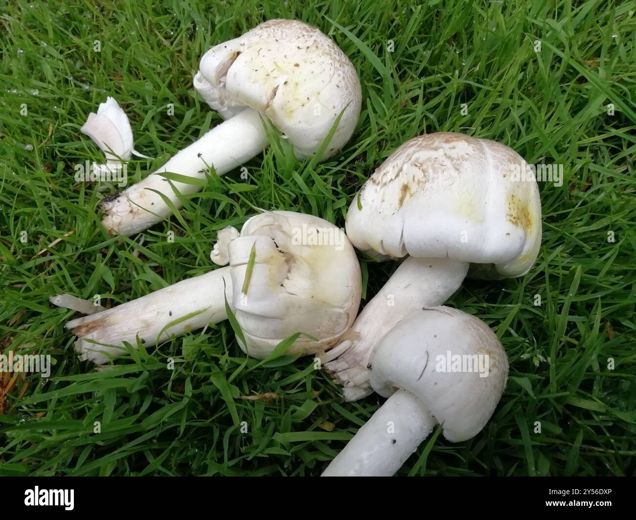 Yellow Stainer (Agaricus xanthodermus) Fungi Stock Photo - Alamy