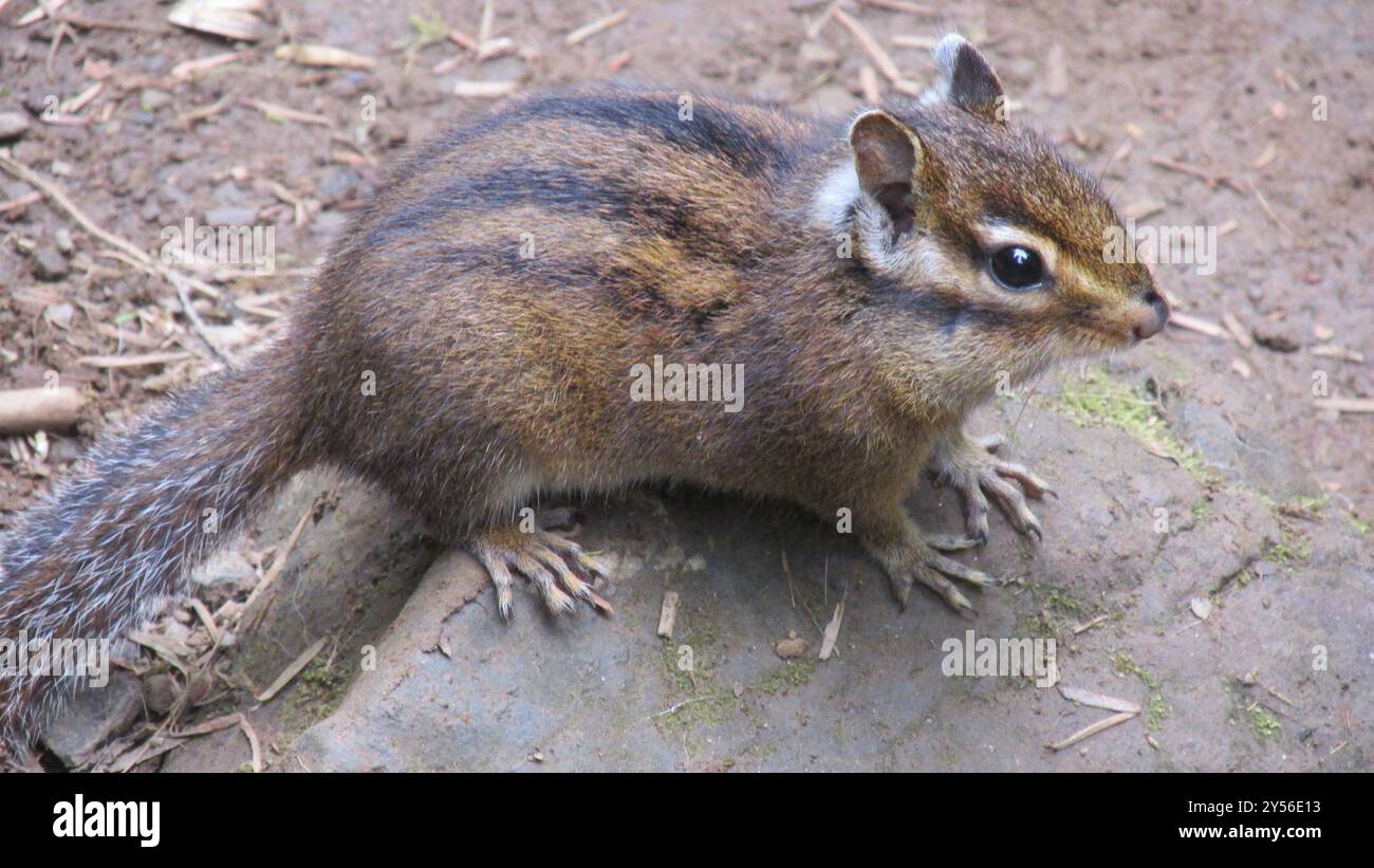 Townsend's Chipmunk (Neotamias townsendii) Mammalia Stock Photo - Alamy