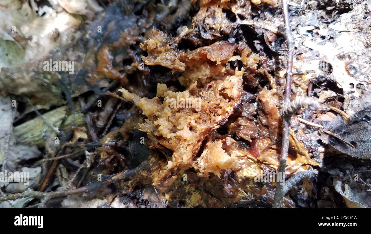true slime molds (Myxomycetes) Protozoa Stock Photo - Alamy