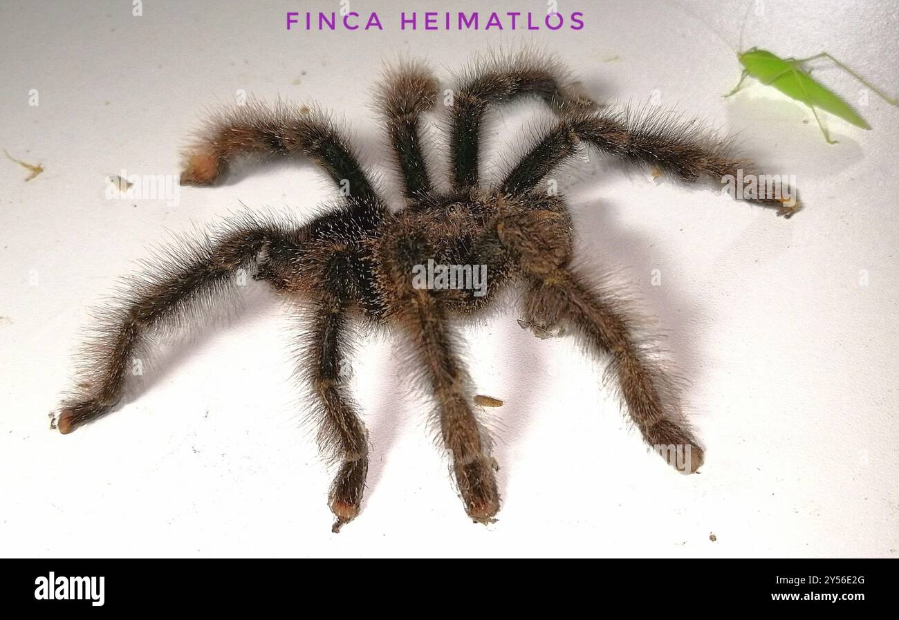 Yellow-banded Pinktoe Tarantula (Avicularia juruensis) Arachnida Stock ...
