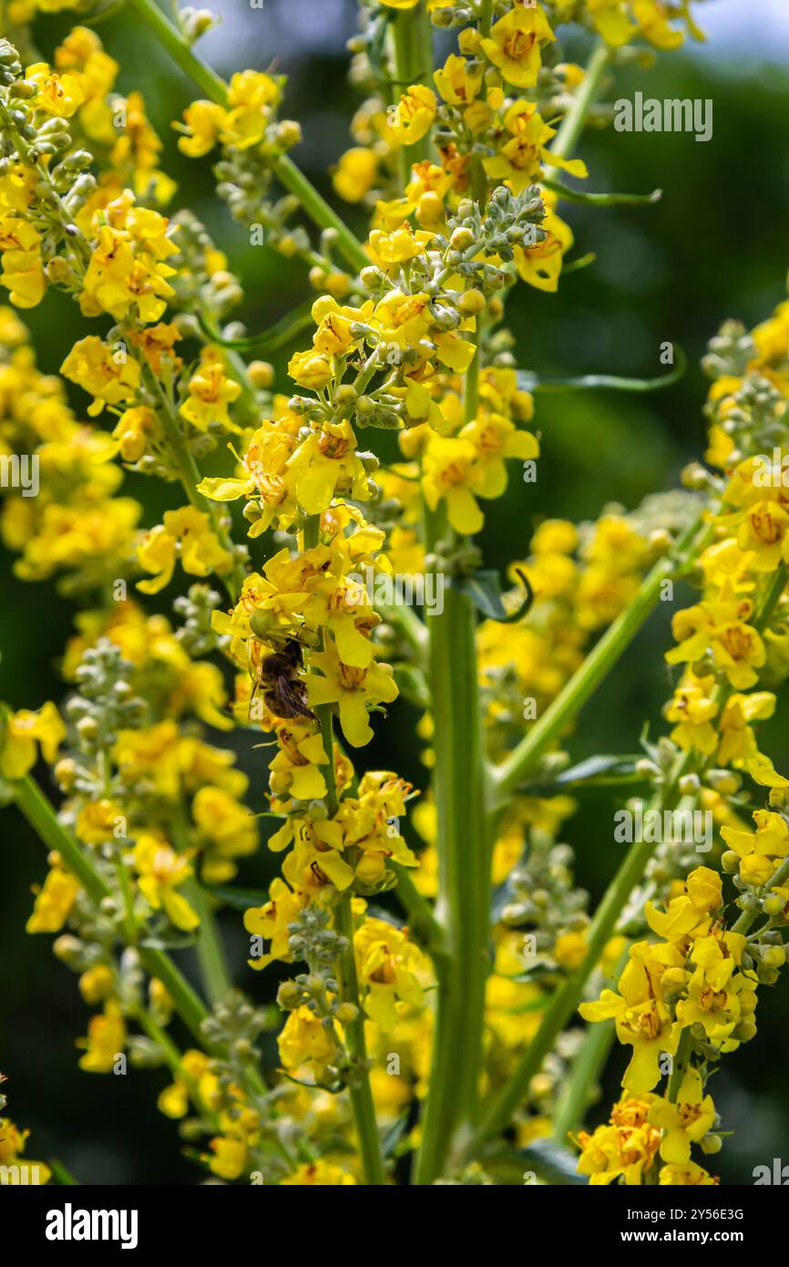 Common mullein - pale yellow flowers of verbascum nigrum plant, used as ...