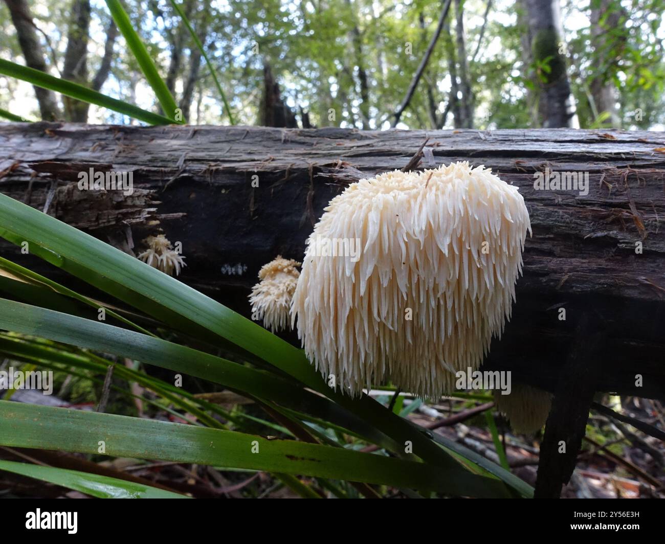 Coral tooth fungus (Hericium coralloides) Fungi Stock Photo - Alamy