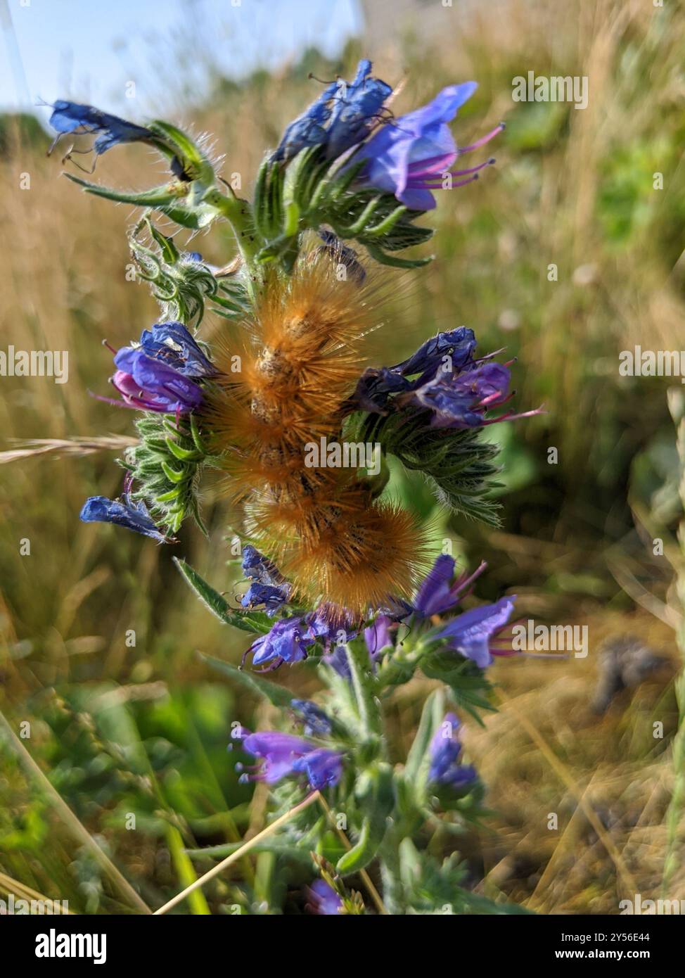 Salt Marsh Moth (Estigmene acrea) Insecta Stock Photo - Alamy