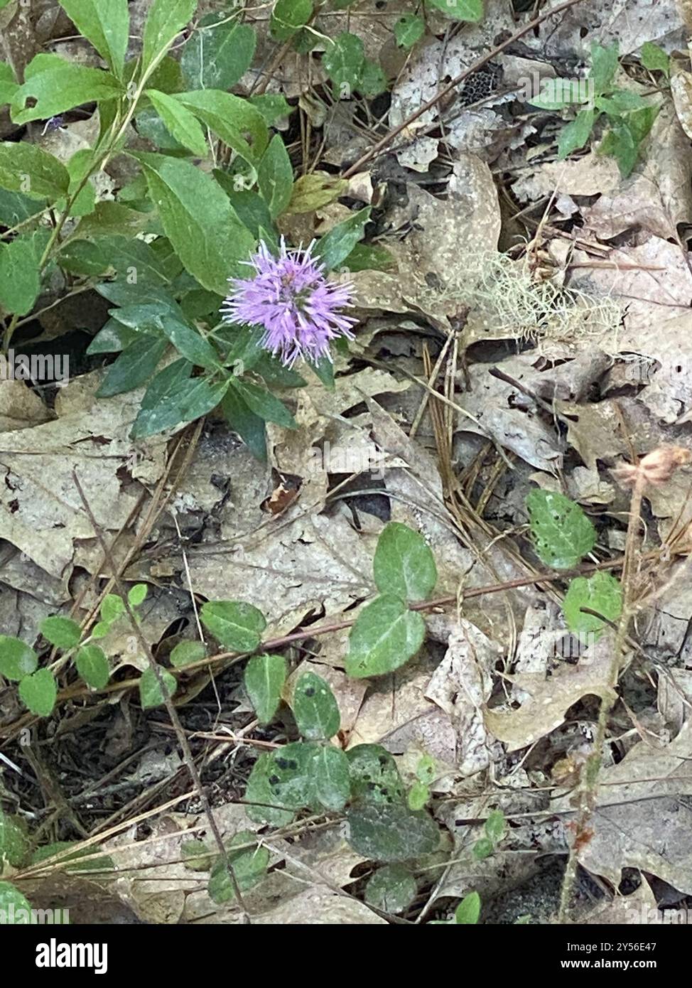 Coyote Mint (Monardella villosa) Plantae Stock Photo - Alamy