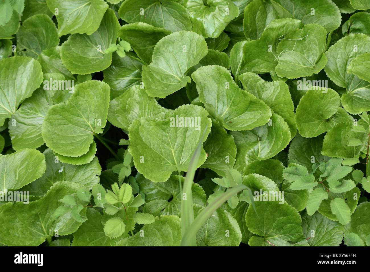 Deer-cabbage (Nephrophyllidium crista-galli) Plantae Stock Photo - Alamy