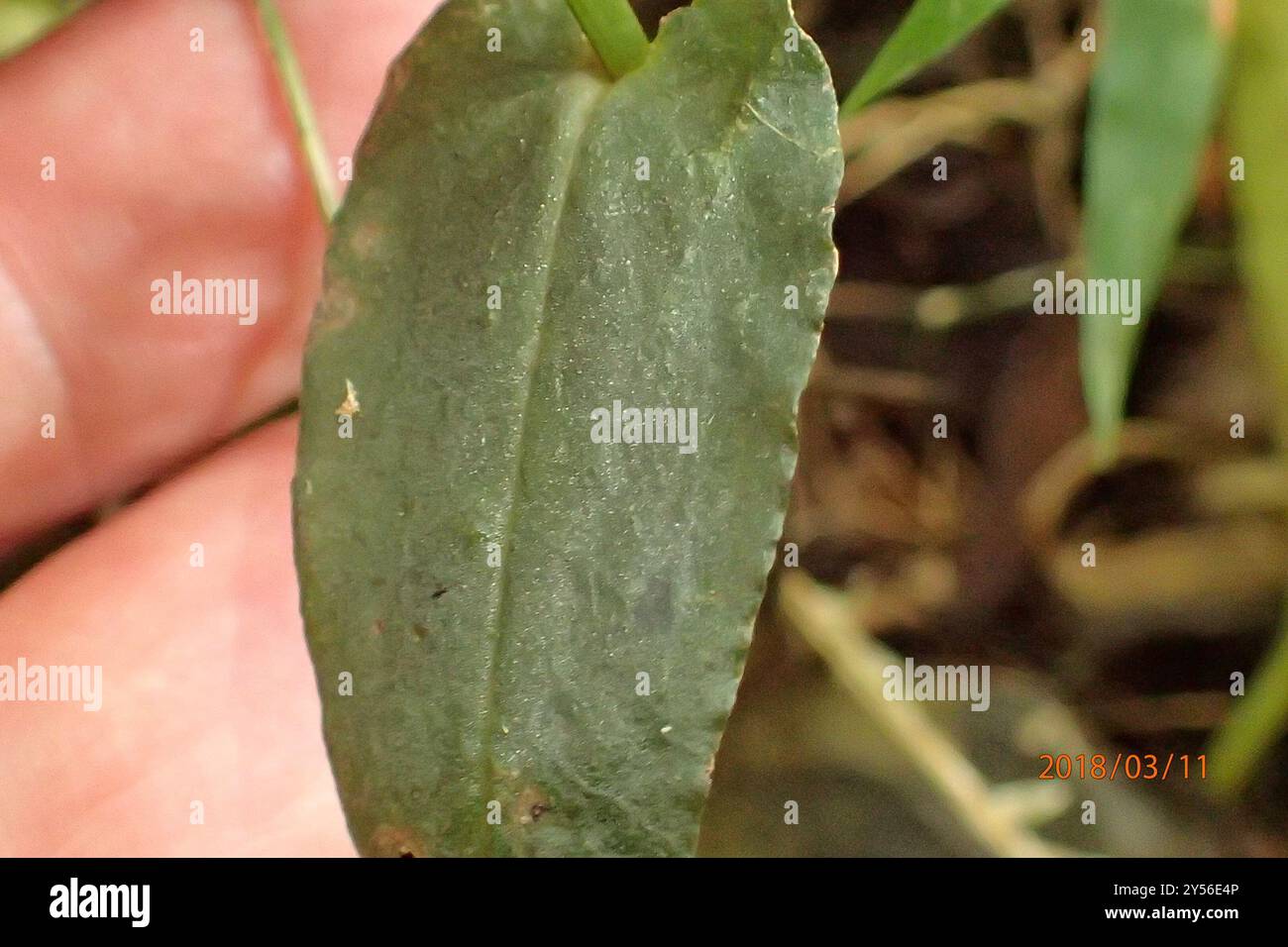 Fanny Kappie (Disperis fanniniae) Plantae Stock Photo - Alamy