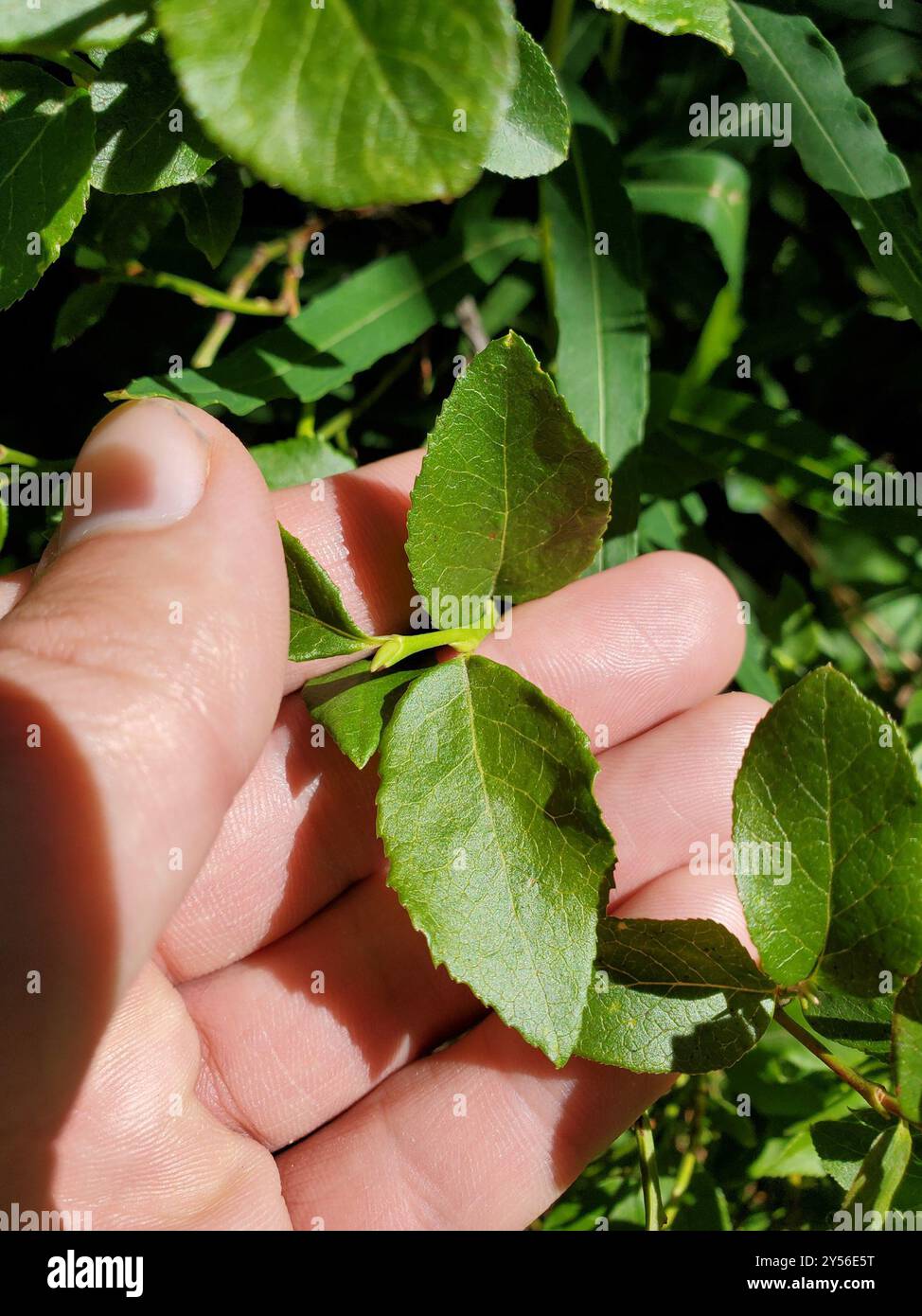 common bilberry (Vaccinium myrtillus) Plantae Stock Photo - Alamy