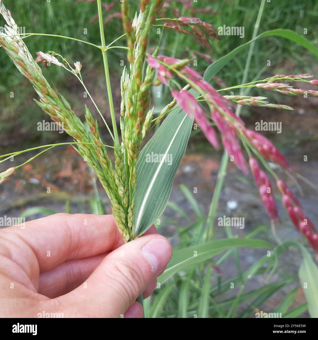 Johnson grass (Sorghum halepense) Plantae Stock Photo - Alamy