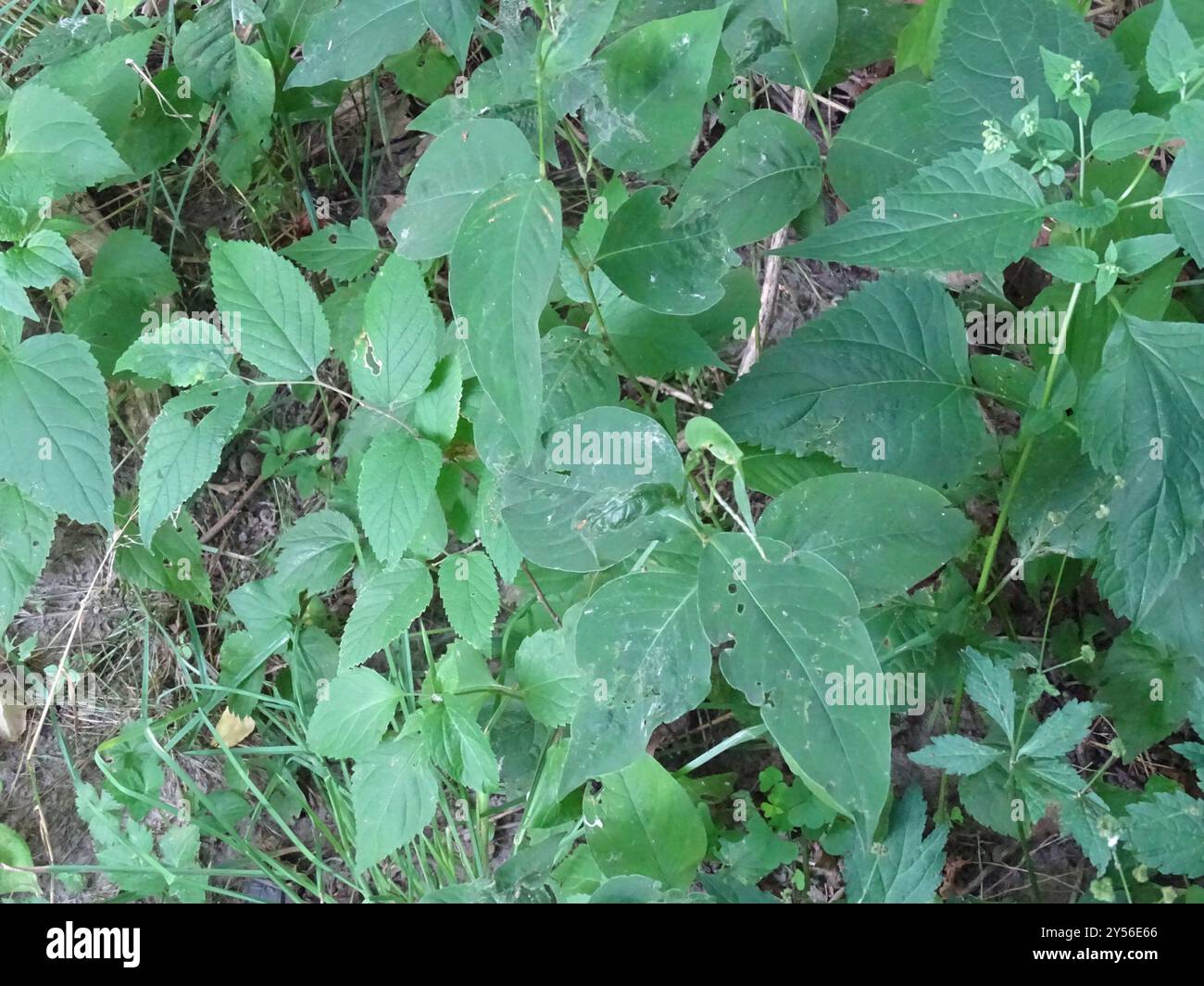 American jumpseed (Persicaria virginiana) Plantae Stock Photo - Alamy