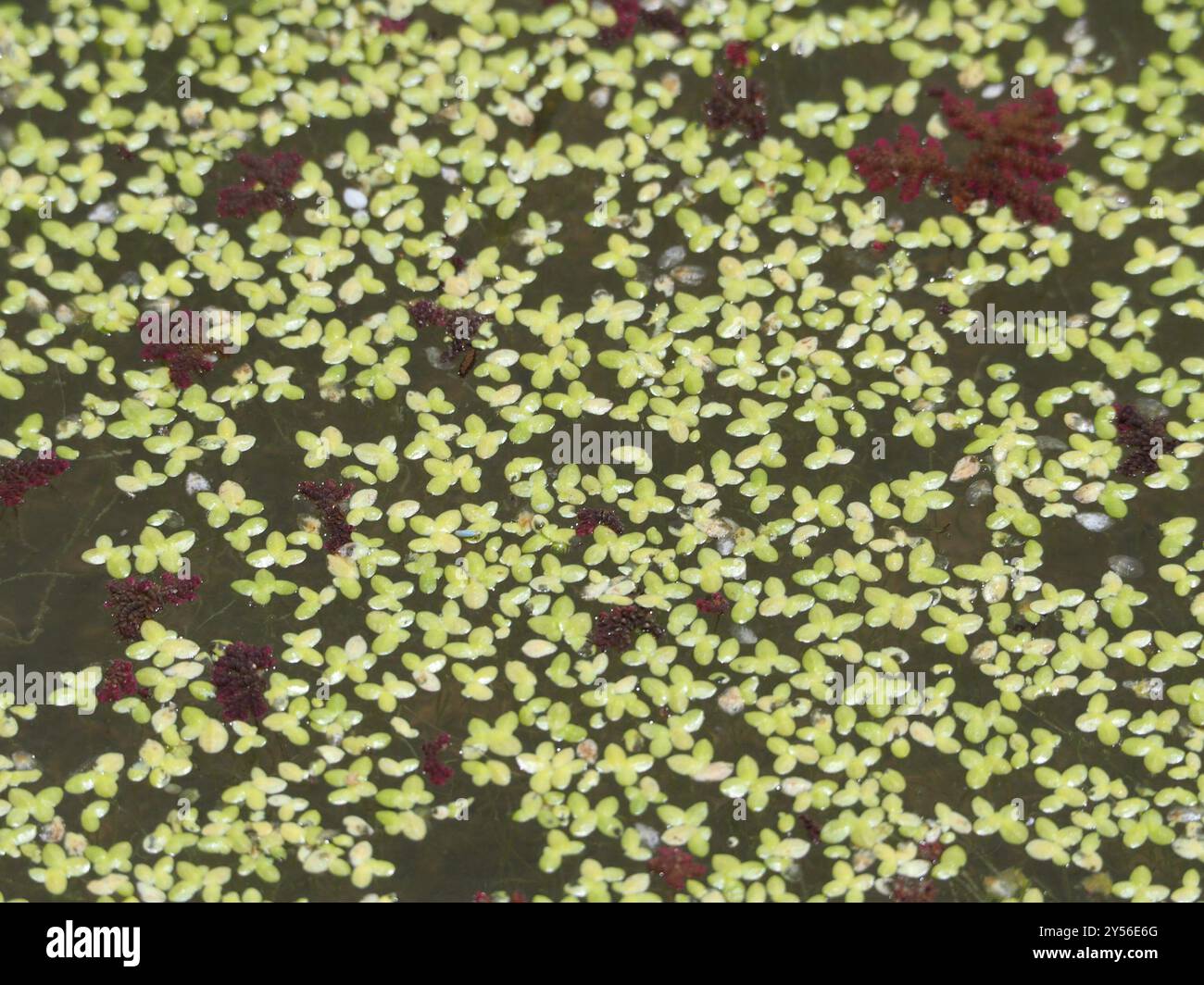 lesser duckweed (Lemna aequinoctialis) Plantae Stock Photo - Alamy