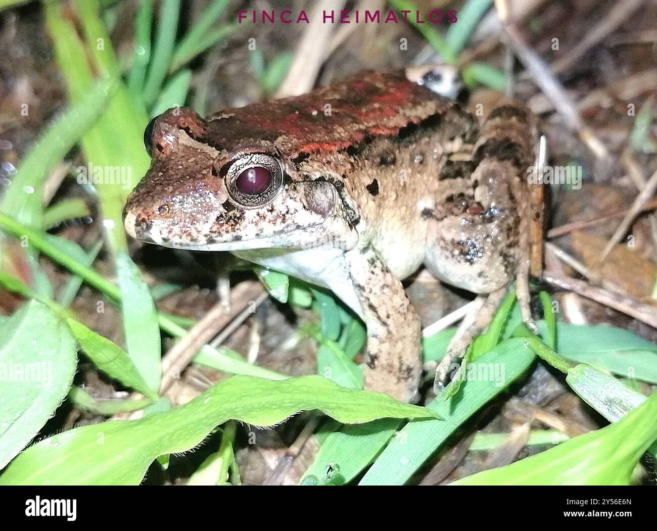 Dwarf Jungle Frog (Leptodactylus wagneri) Amphibia Stock Photo - Alamy