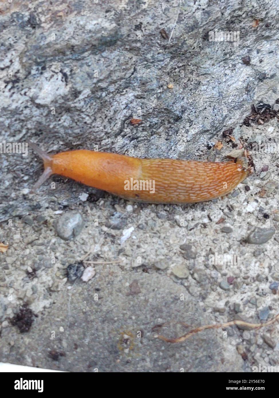 Western Dusky Slug (Arion subfuscus) Mollusca Stock Photo - Alamy