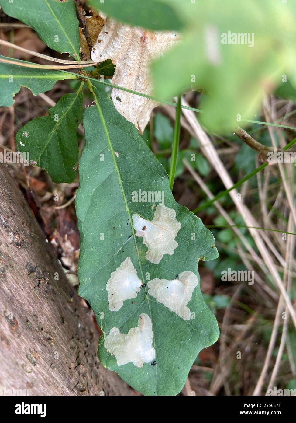 Trumpet Leafminer Moths (Tischeriidae) Insecta Stock Photo - Alamy