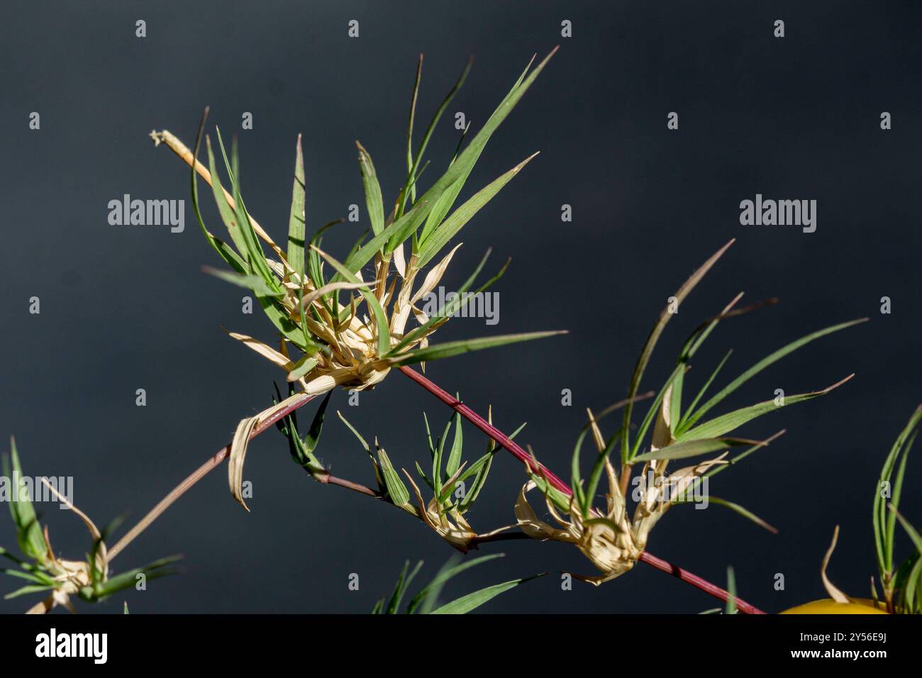 False Buffalograss (Munroa squarrosa) Plantae Stock Photo - Alamy