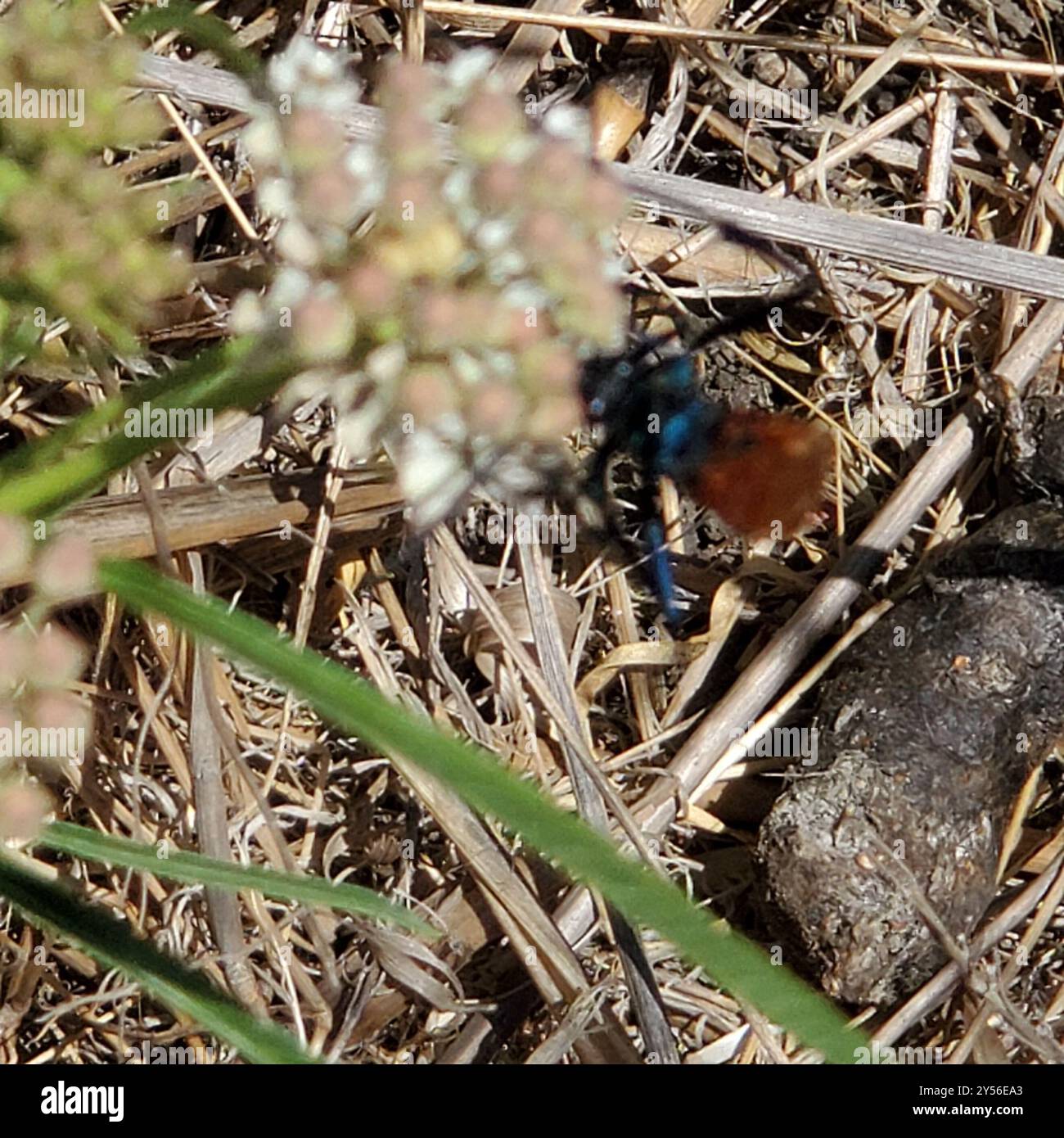 Thisbe's Tarantula-hawk Wasp (Pepsis thisbe) Insecta Stock Photo - Alamy