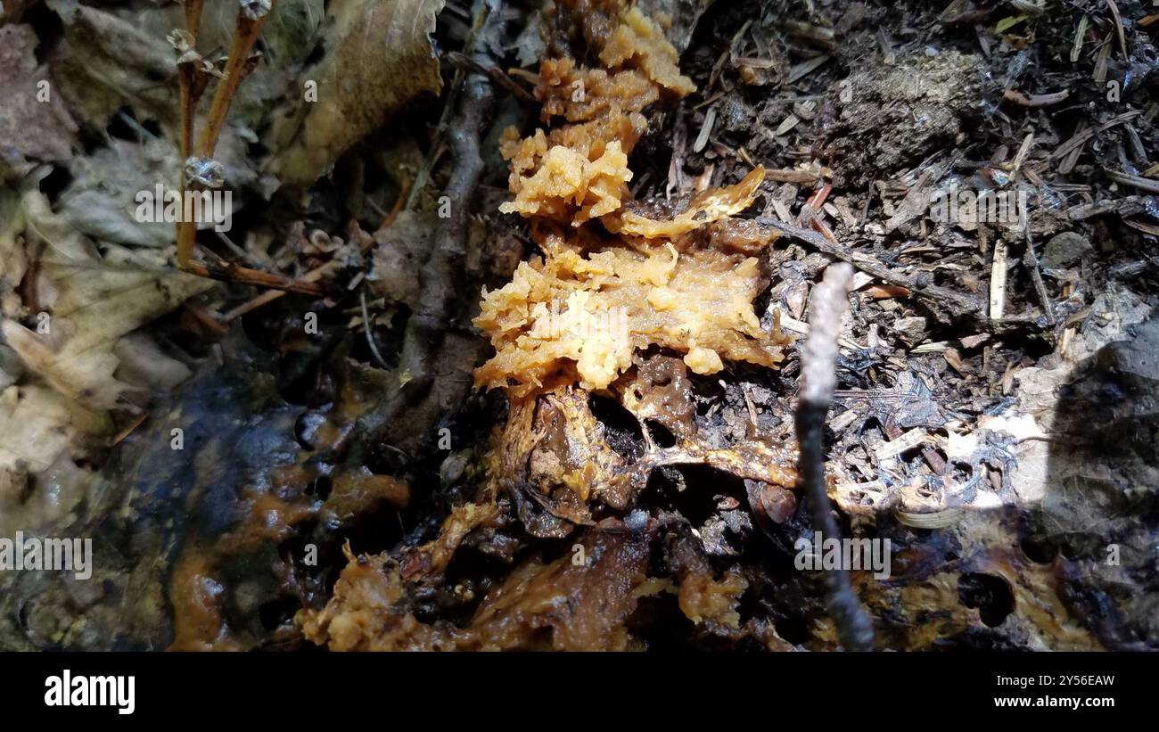 true slime molds (Myxomycetes) Protozoa Stock Photo - Alamy