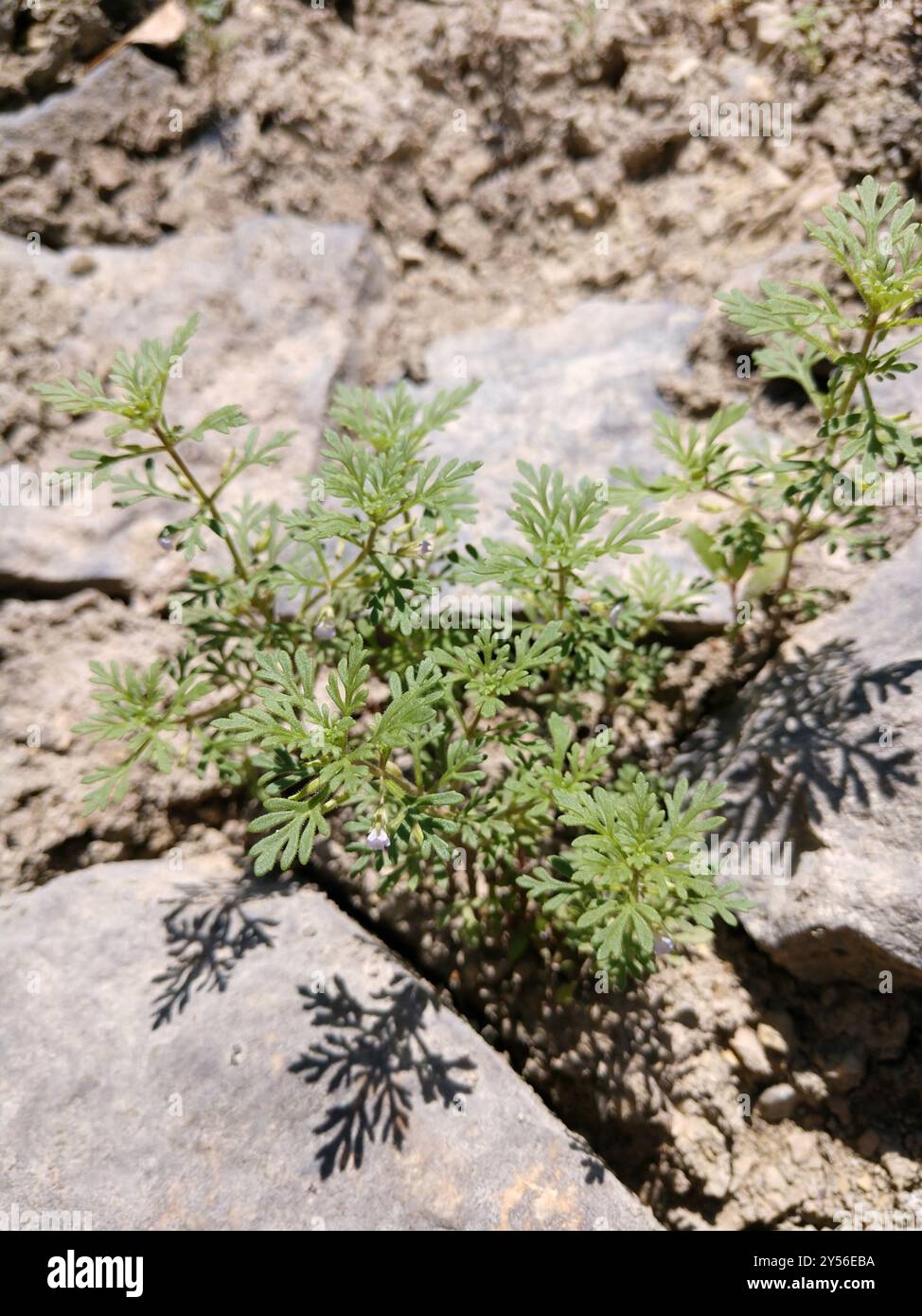 Obi-Wan conobea (Leucospora multifida) Plantae Stock Photo - Alamy