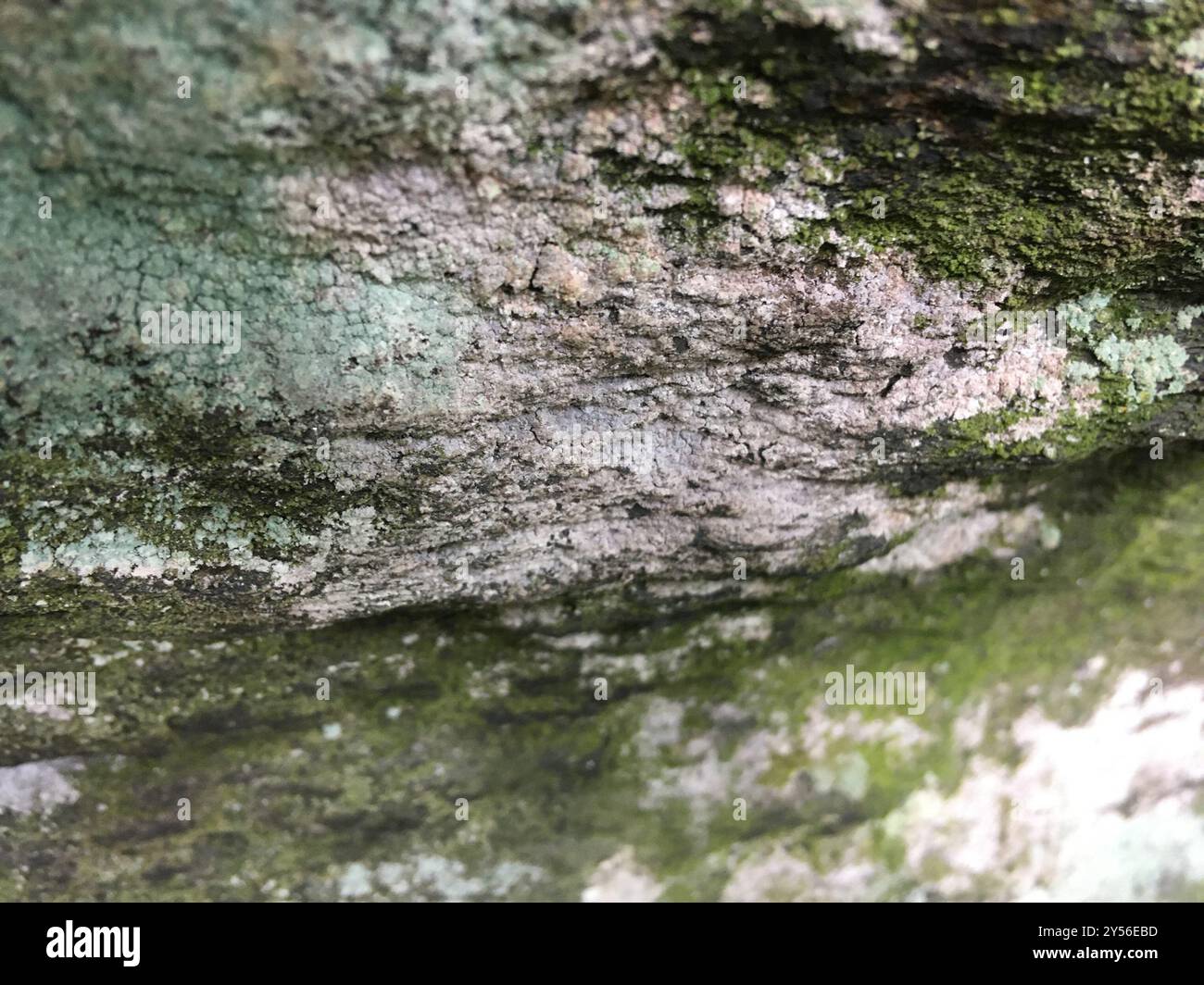 Dust Lichens (Lepraria) Fungi Stock Photo - Alamy