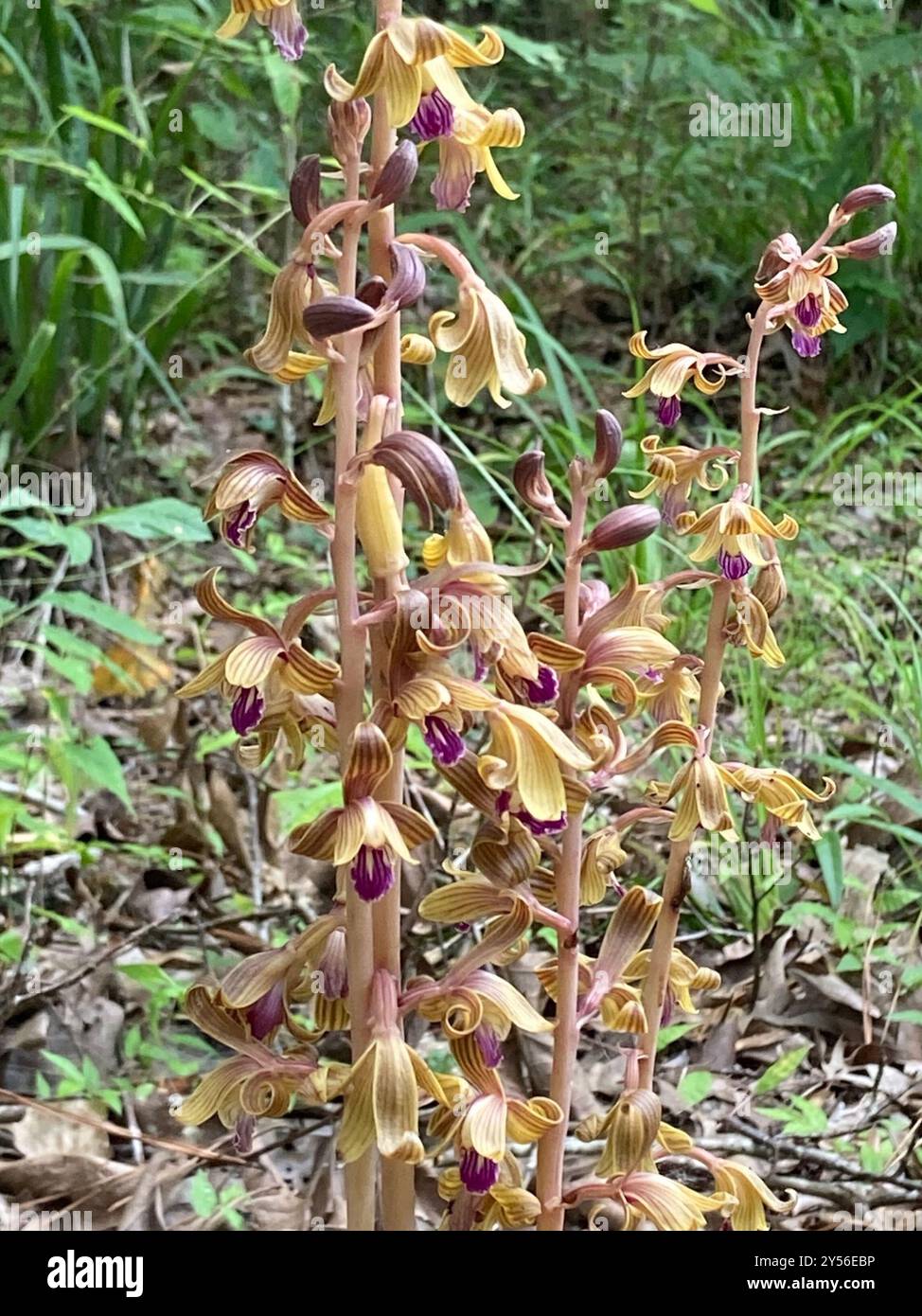 crested coralroot orchid (Bletia spicata) Plantae Stock Photo - Alamy