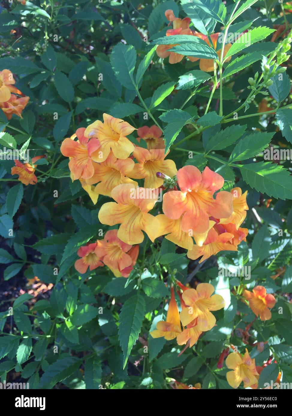 flowering plants (Angiospermae) Plantae Stock Photo - Alamy
